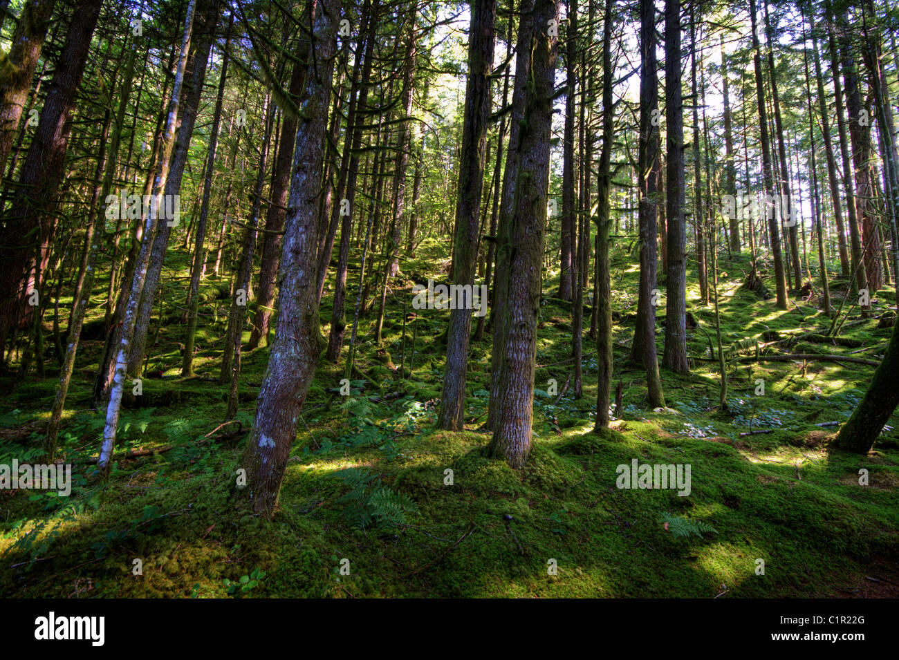 Magical moss covered temperate rain forest near Harrison Mills, BC ...