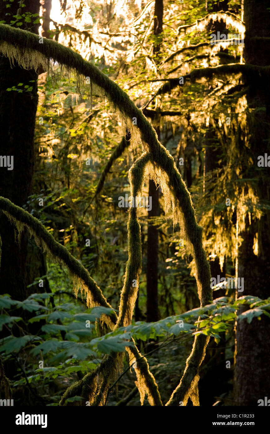 Closeup of backlit goats beard moss on trees, Buntzen Lake BC, Canada ...