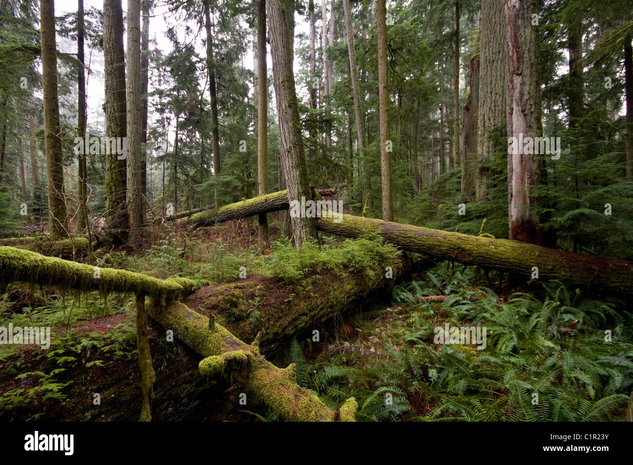 Moss covered fallen logs in old growth forest, Cathedral Grove ...