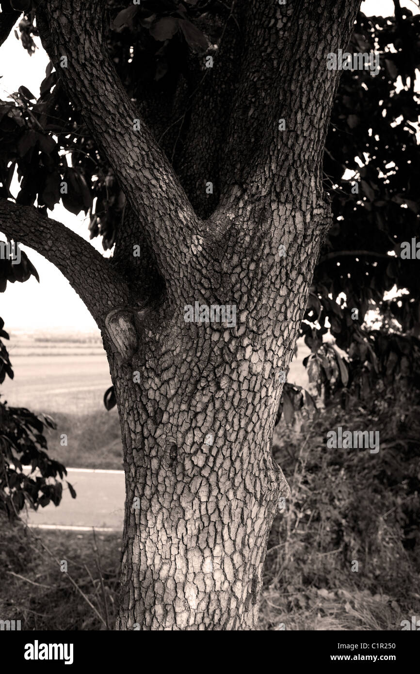 Kaki tree hi-res stock photography and images - Alamy