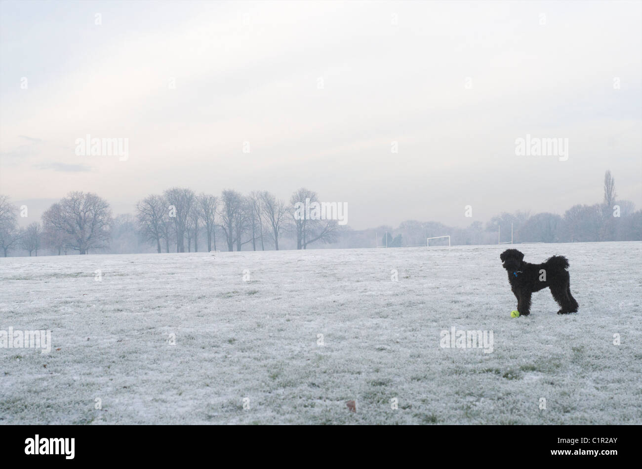 Black Male Miniature Schnauser playing in the snow in the park in the ...