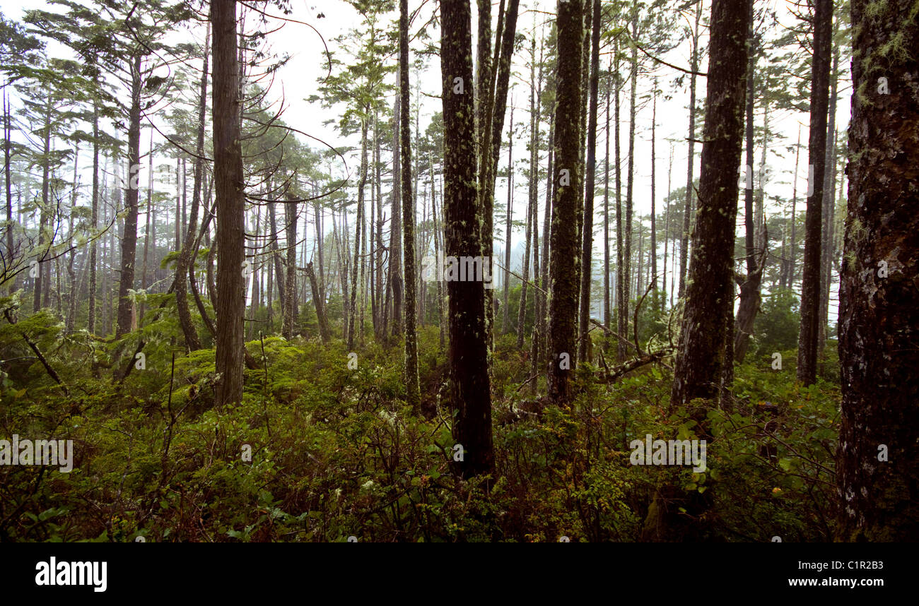 Coastal rainforest hi-res stock photography and images - Alamy