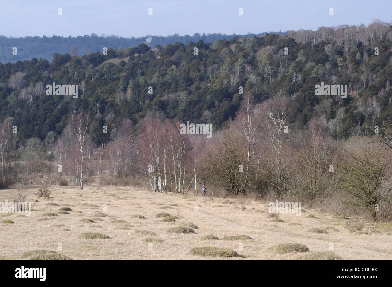 Box Hill Surrey Stock Photo - Alamy