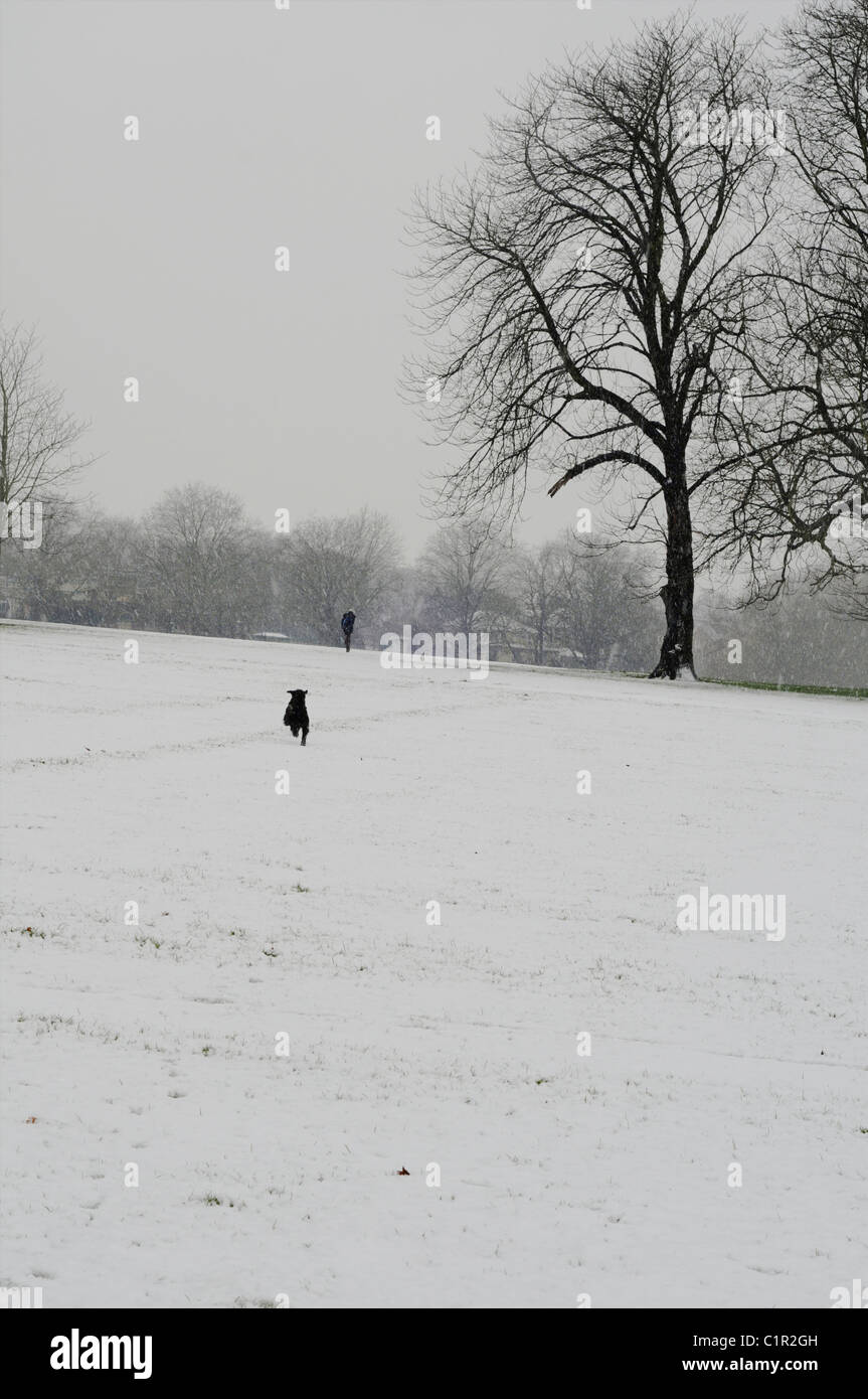 Black Male Miniature Schnauser playing in the snow in the park in the ...