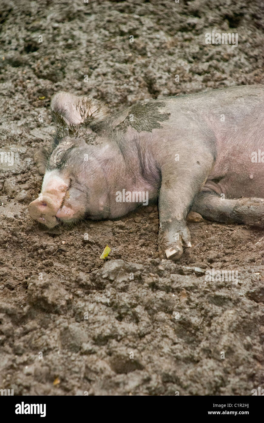 Berkshire pig hi-res stock photography and images - Alamy