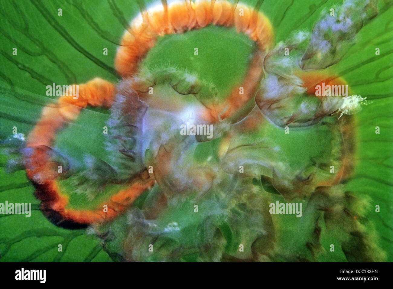 Lion's Mane Jellyfish (Cyanea capillata), Arctic, Russia, Kareliya ...
