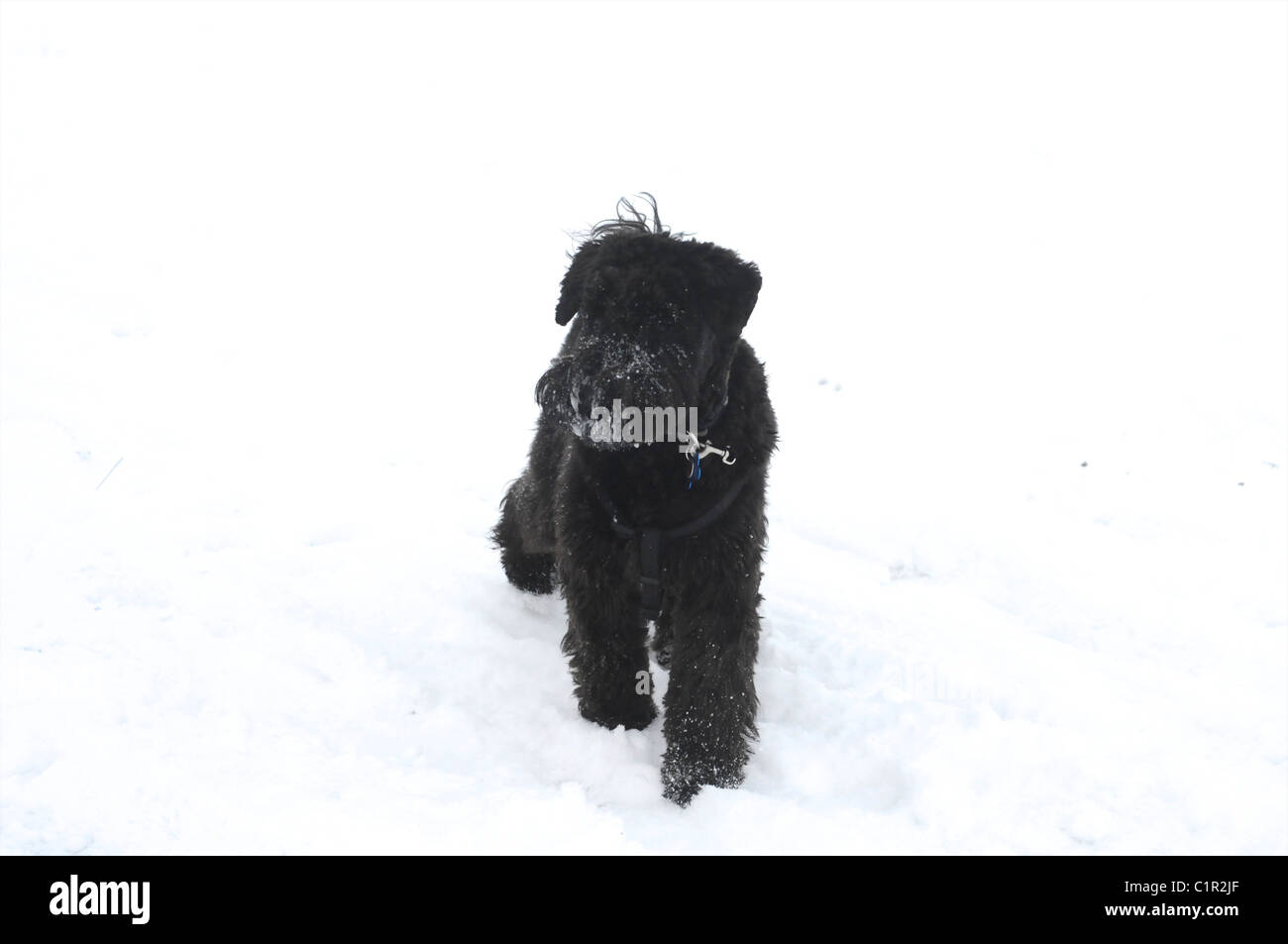 Black Male Miniature Schnauser playing in the snow in the park in the ...