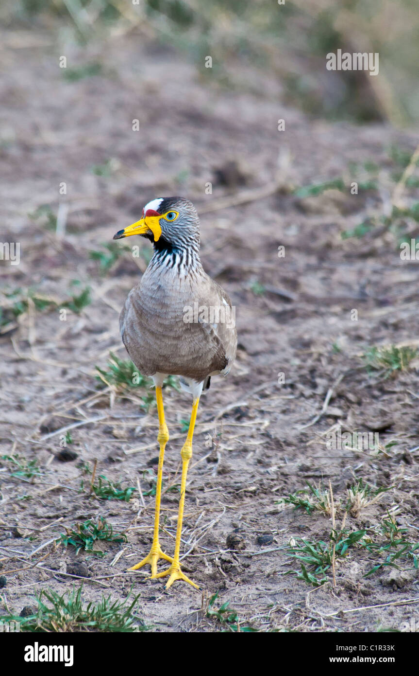 African Wattled Plover, Vanellus senegallus, Masai Mara National ...