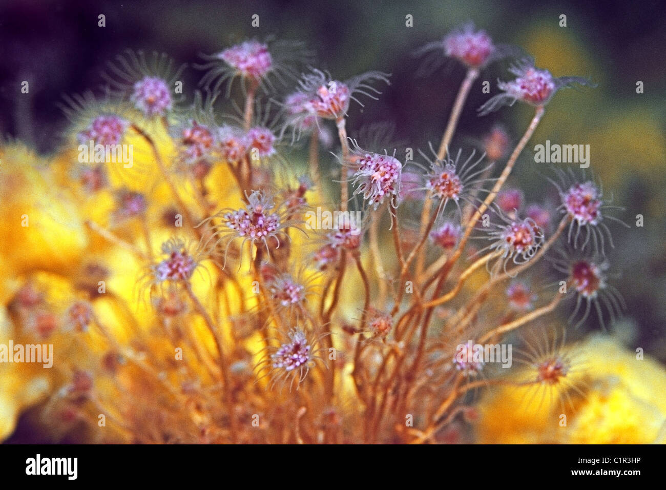 Tubularia hydroid hi-res stock photography and images - Alamy