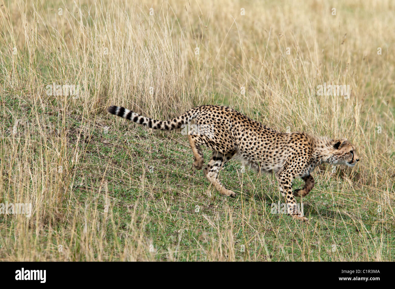 Predator chasing prey hi-res stock photography and images - Alamy