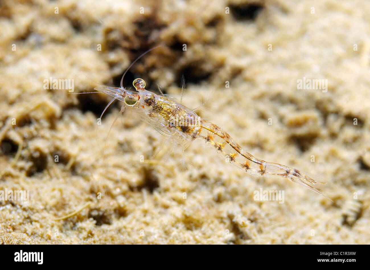 Shrimp Eualus or Circumpolar Eualid (Eualus gaimardii), Arctic Russia ...