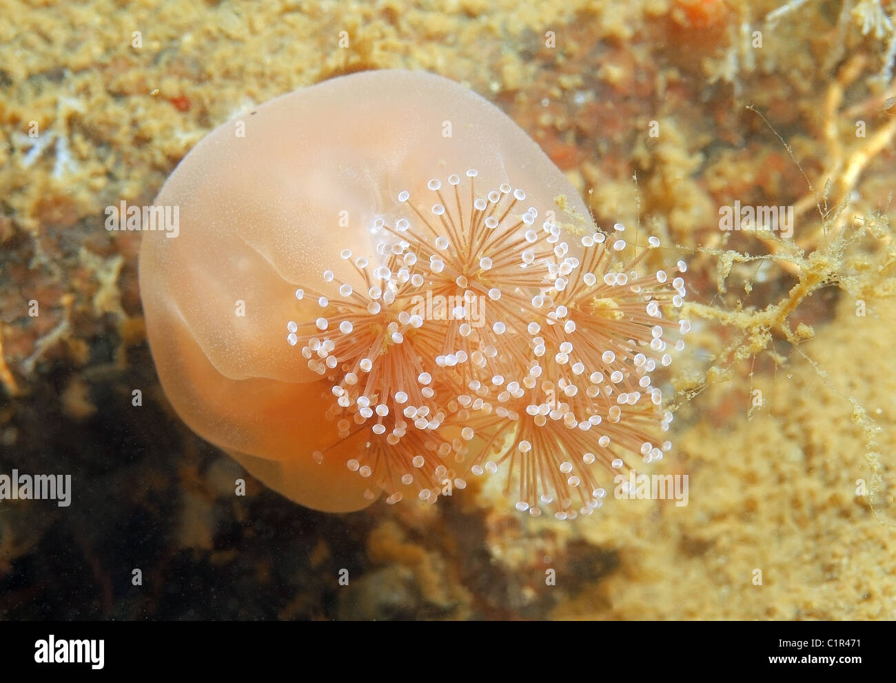 Stalked jellyfish (Lucernaria quadricornis), Arctic, Russia, Kareliya ...