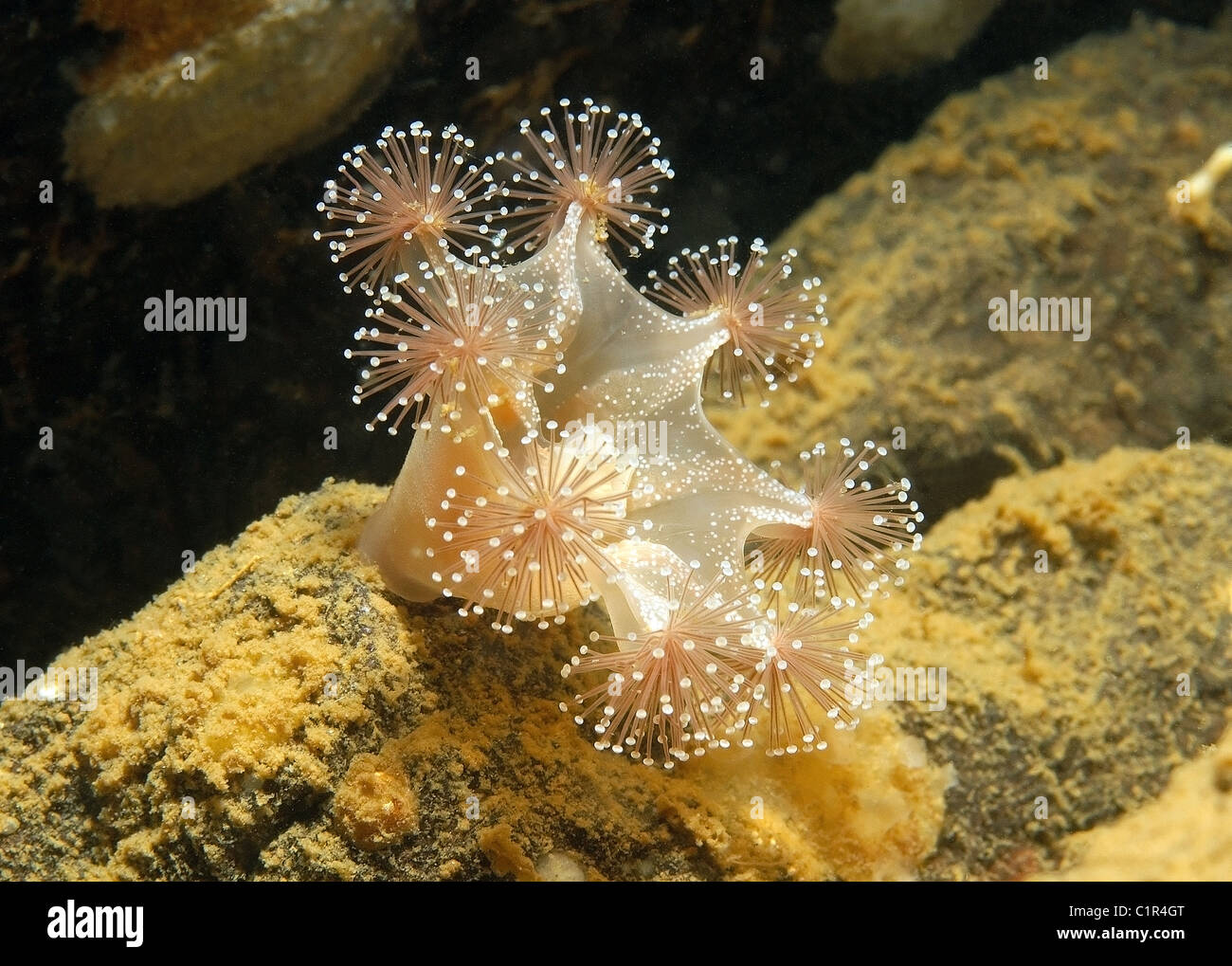 Stalked jellyfish (Lucernaria quadricornis), Arctic, Russia, Kareliya ...
