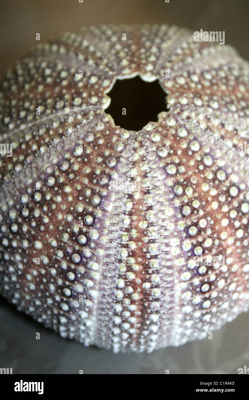 Close-up of A Cornish or Edible Sea Urchin Echinus esculentus Stock ...
