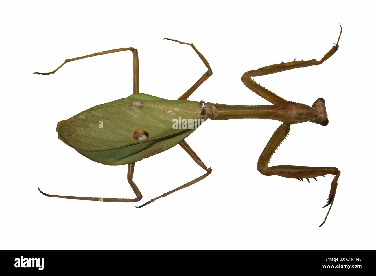 Exhibit exhibits Cut Out Stock Images & Pictures - Alamy