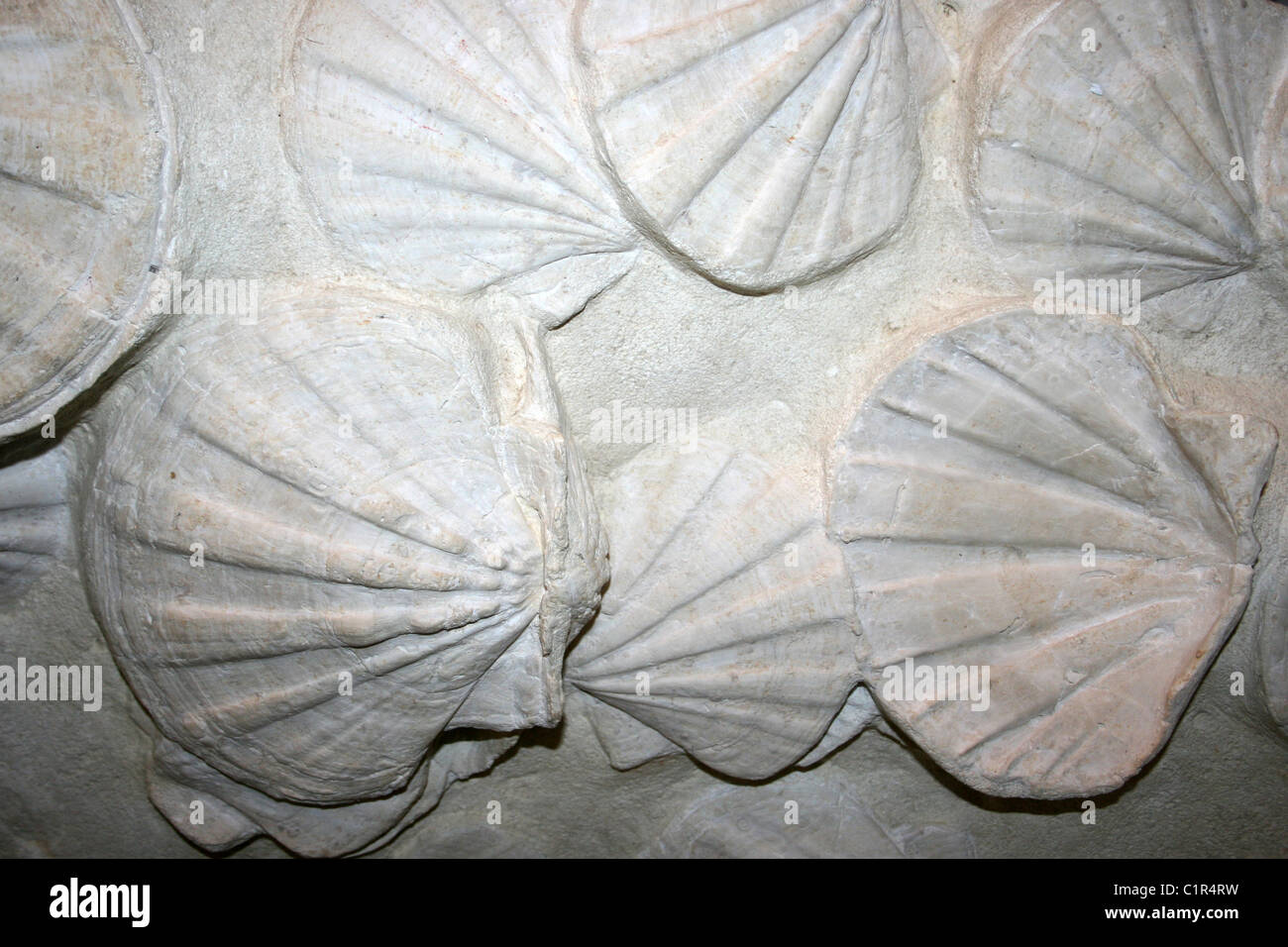 Shell pecten hi-res stock photography and images - Alamy
