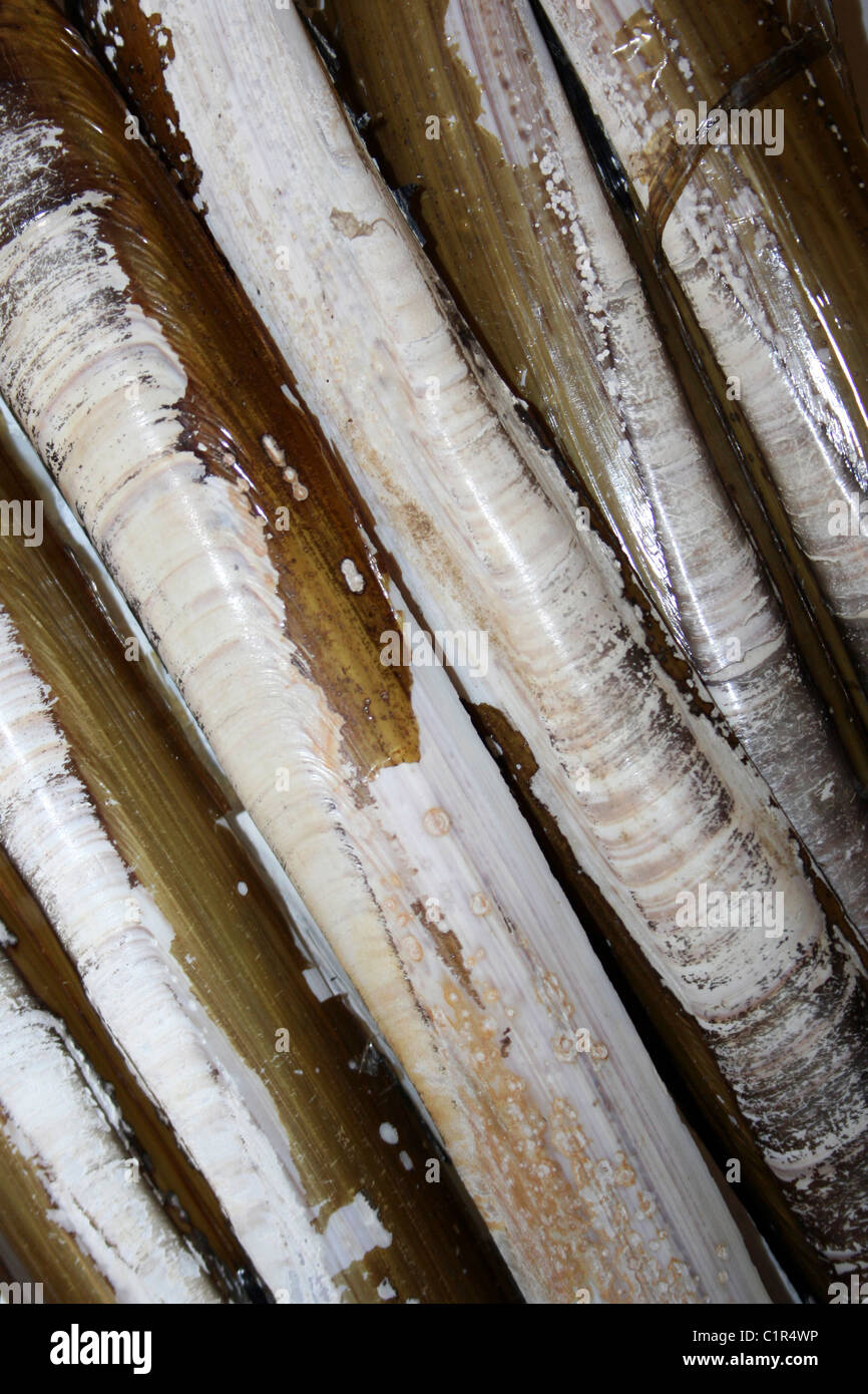 Pod Razor Shells Ensis siliqua Stock Photo - Alamy