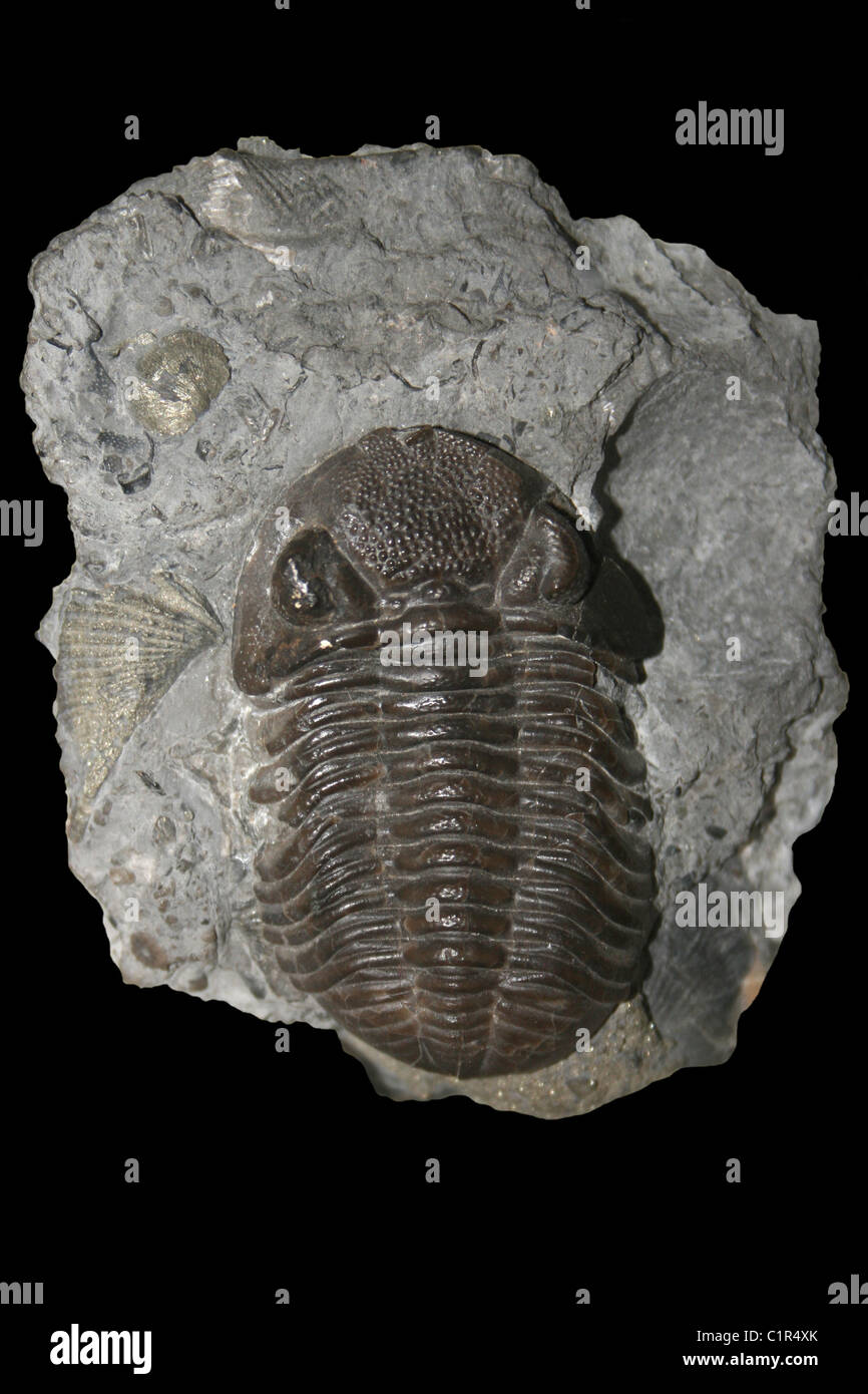 Trilobite phacops rana a k a eldredgeops hi-res stock photography and ...
