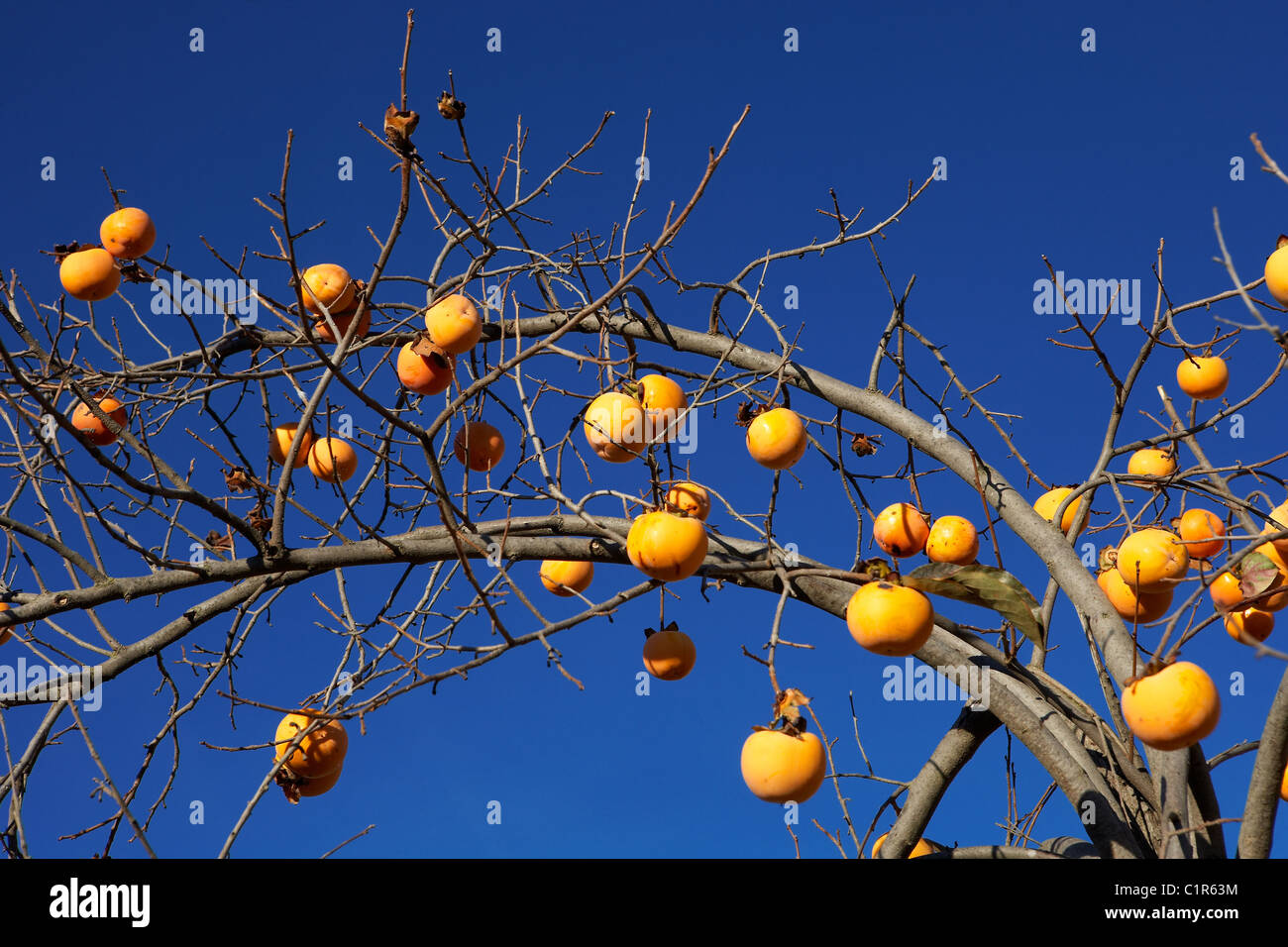 Kaki tree hi-res stock photography and images - Alamy