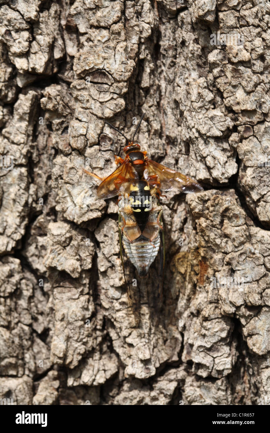 Female cicada killer trying to carry home a male cicada that has been ...