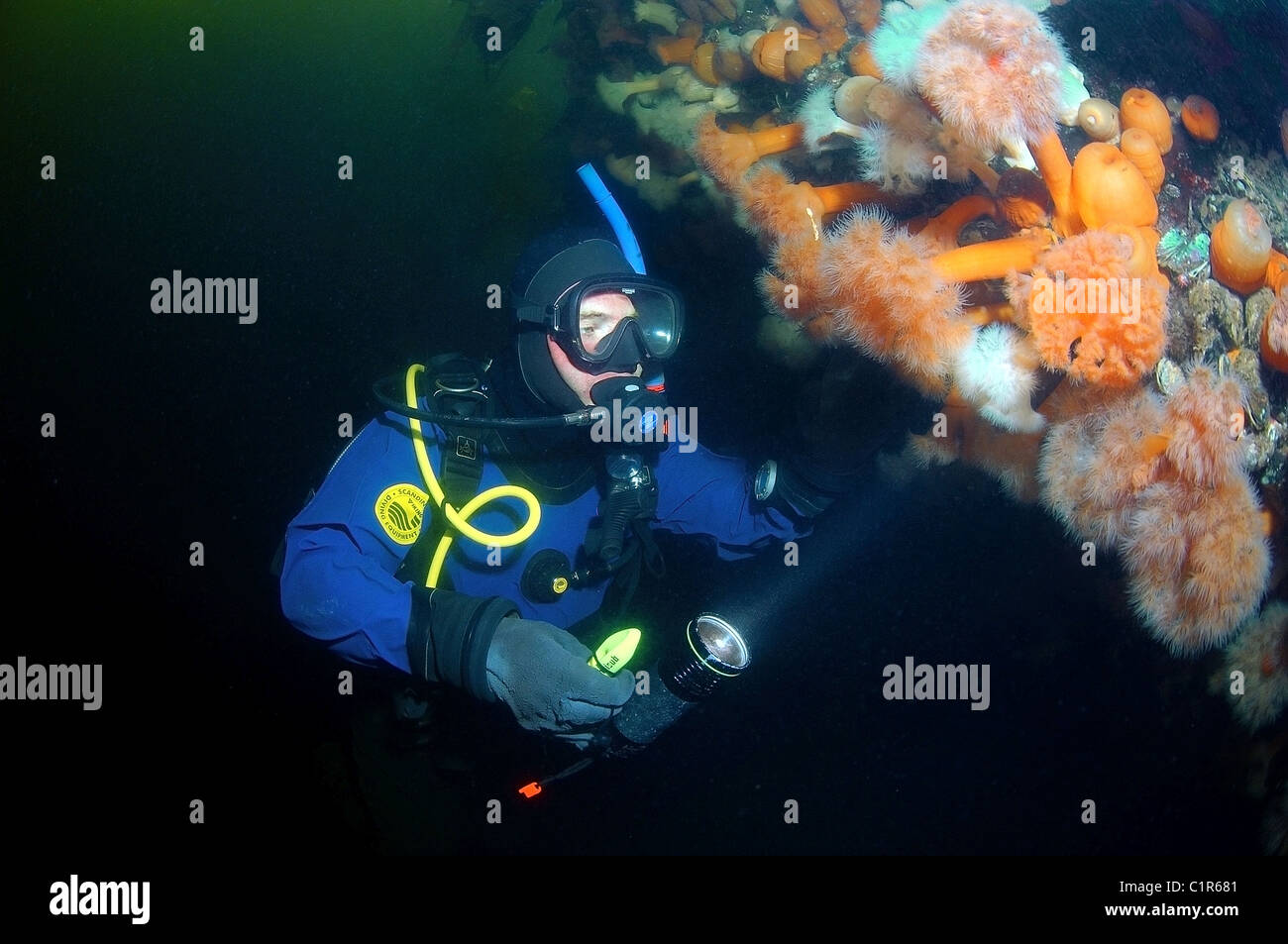 North pacific sea anemone hi-res stock photography and images - Alamy