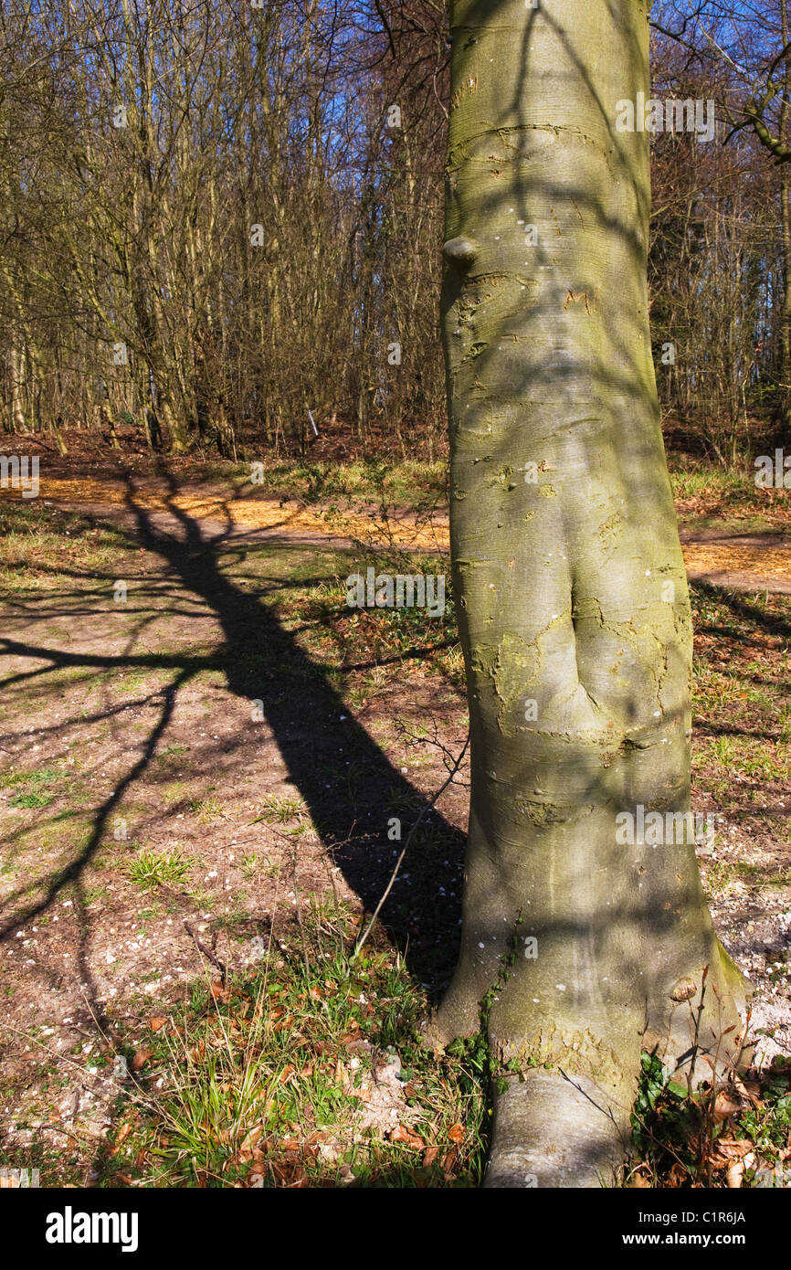 A tree and it's shadow in woodland Stock Photo - Alamy