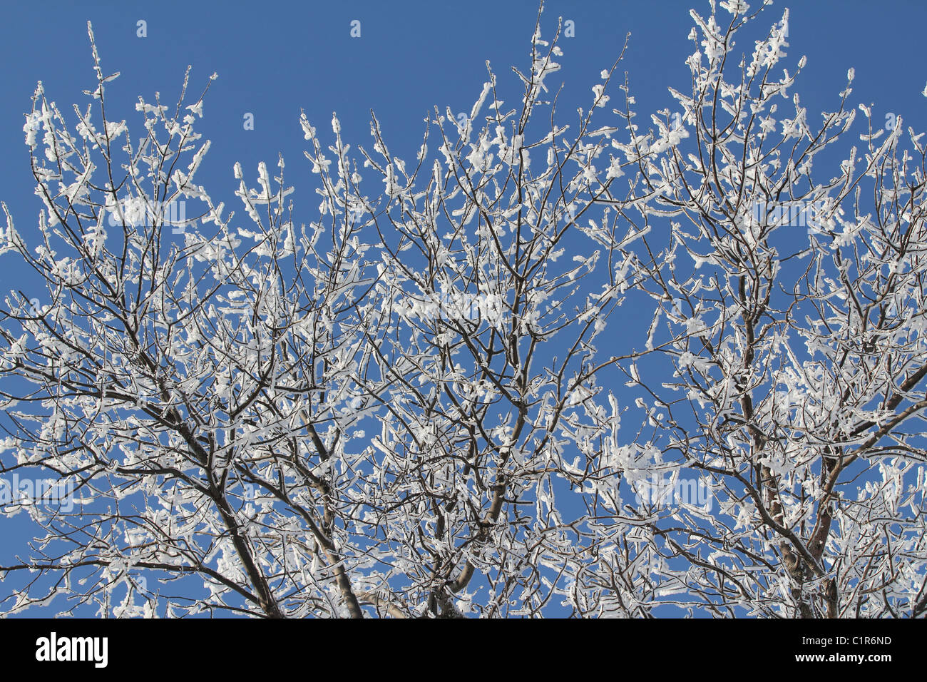 Snow below the tree line hi-res stock photography and images - Alamy