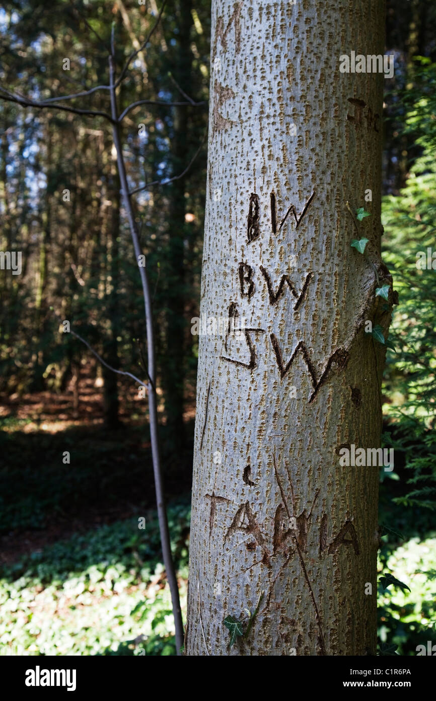 Letters carved into tree hi-res stock photography and images - Alamy