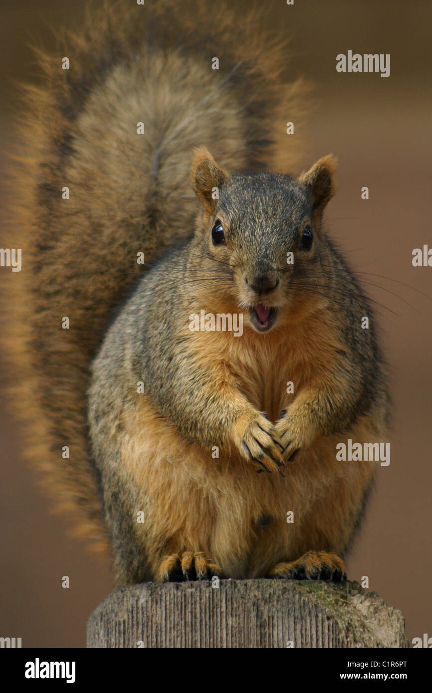Fat squirrel hi-res stock photography and images - Alamy