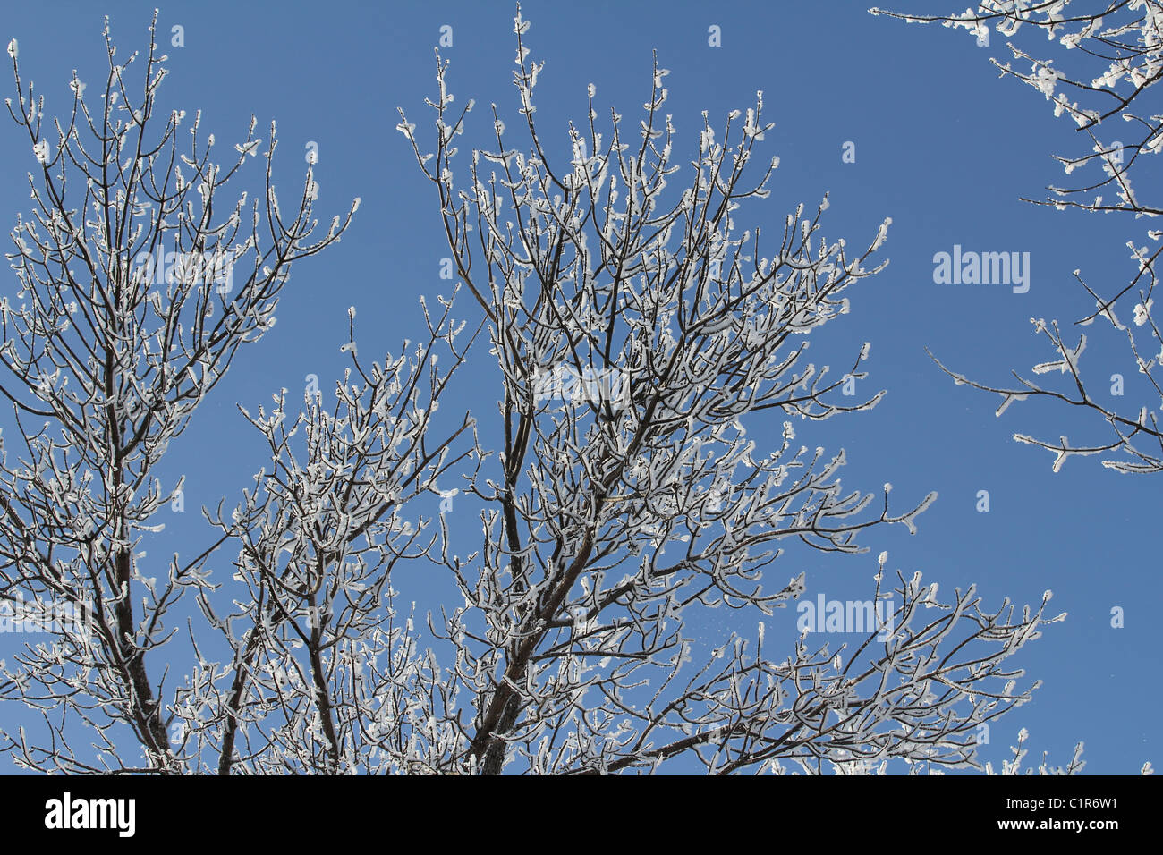 Frost Snow Cover Tree Branches Stock Photo - Alamy
