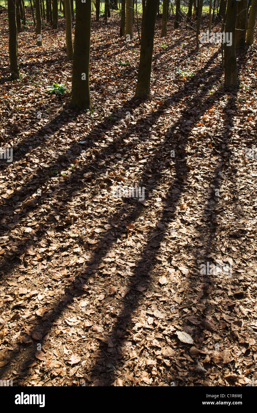 Tree shadows over leafy ground in the spring sunshine Stock Photo - Alamy