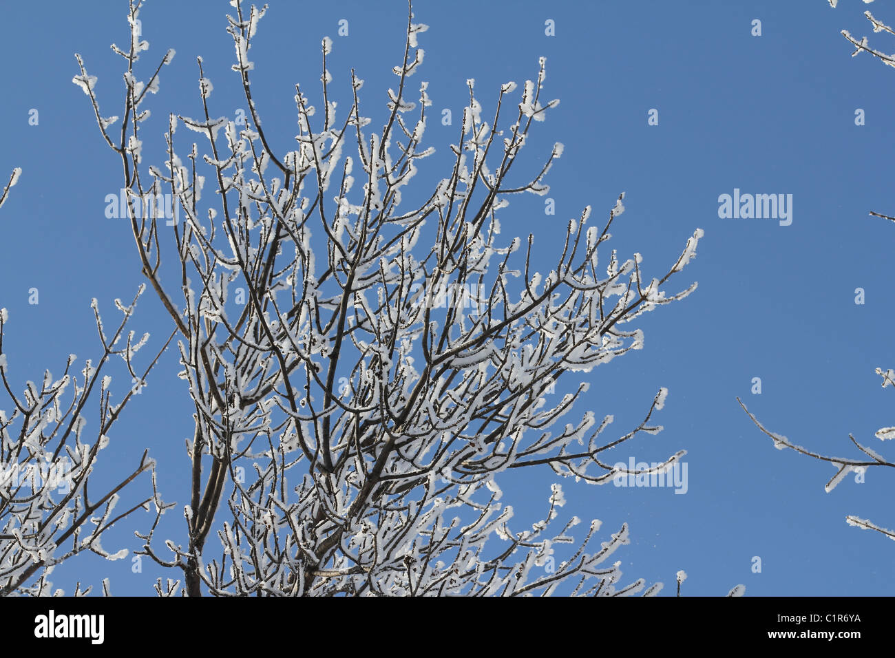 Ice covering tree branches hi-res stock photography and images - Alamy