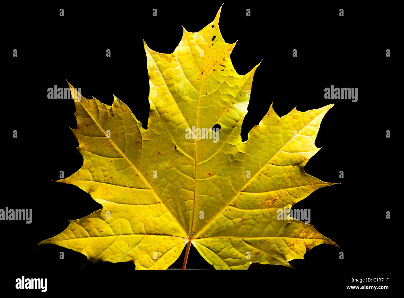 Black background color transition hi-res stock photography and images - Alamy