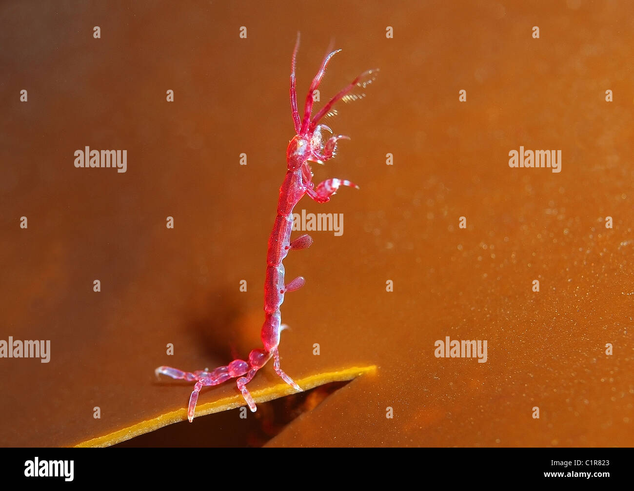 Skeleton shrimp or ghost shrimps (Caprella linearis), Arctic, Russia ...