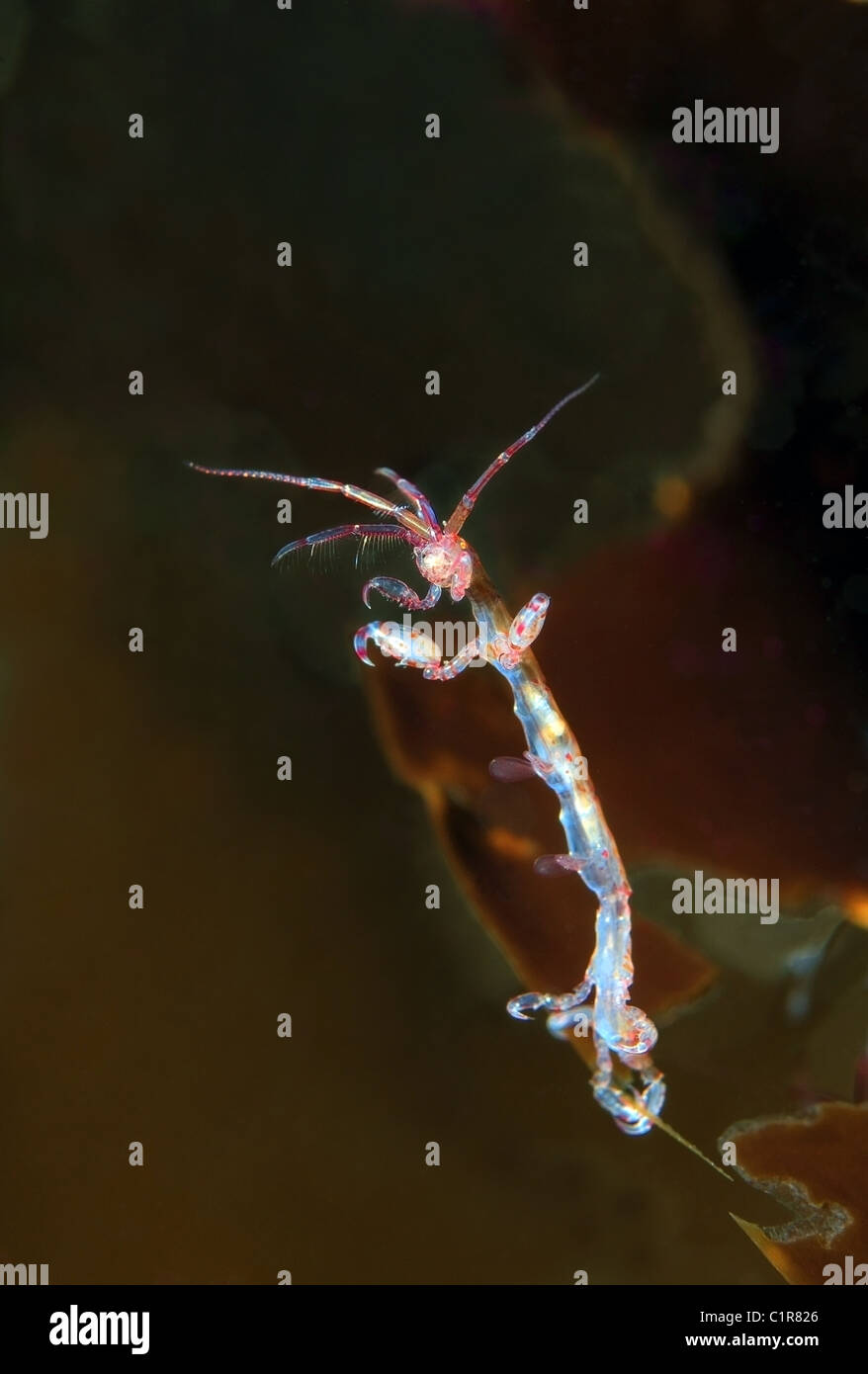 Skeleton shrimp or ghost shrimps (Caprella linearis), Arctic, Russia ...