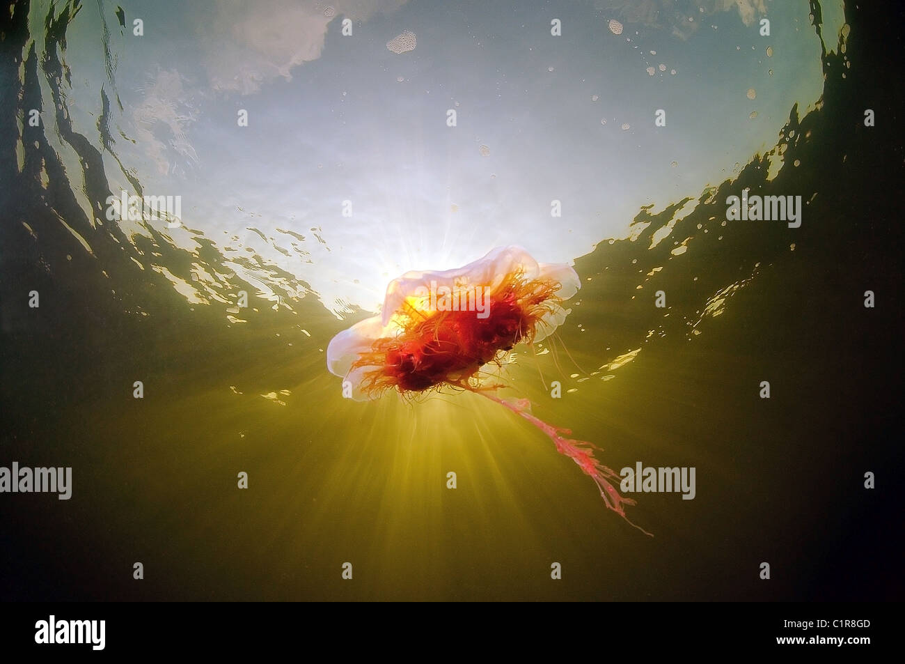 Lion jellyfish hi-res stock photography and images - Alamy