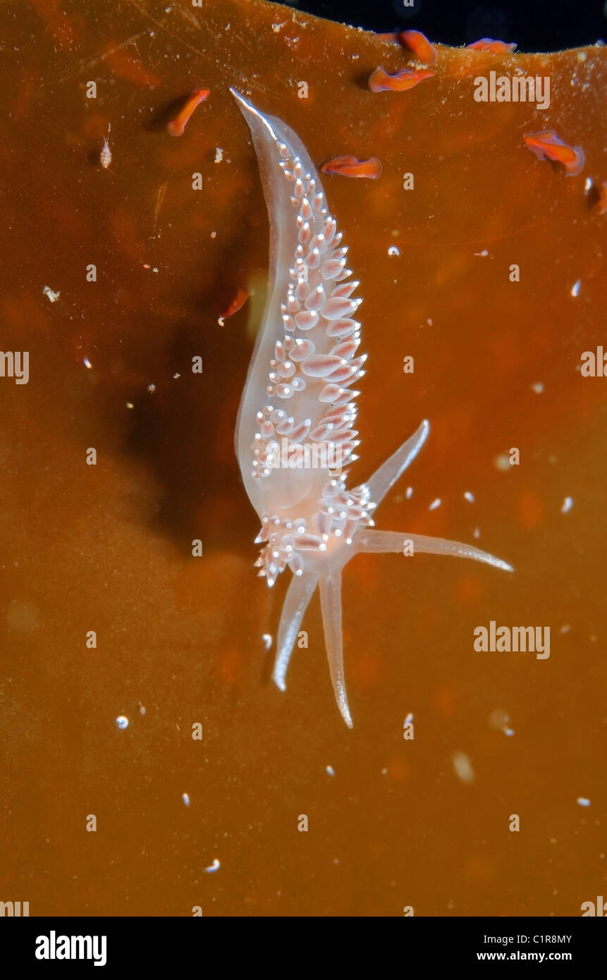 Warty sea slug hi-res stock photography and images - Alamy