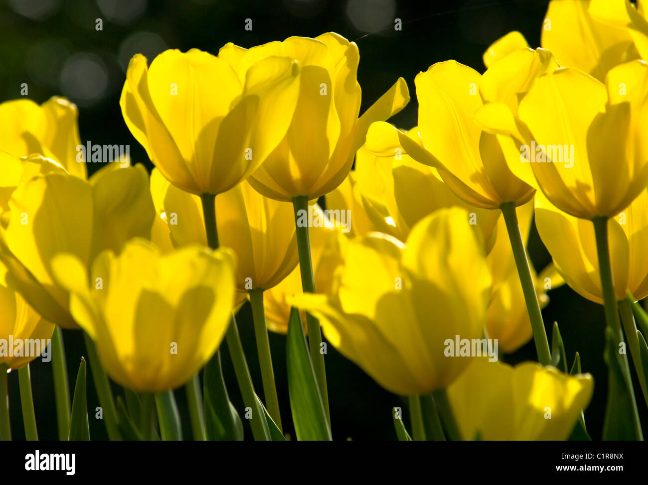 Yellow tulips blooming in the spring Stock Photo - Alamy