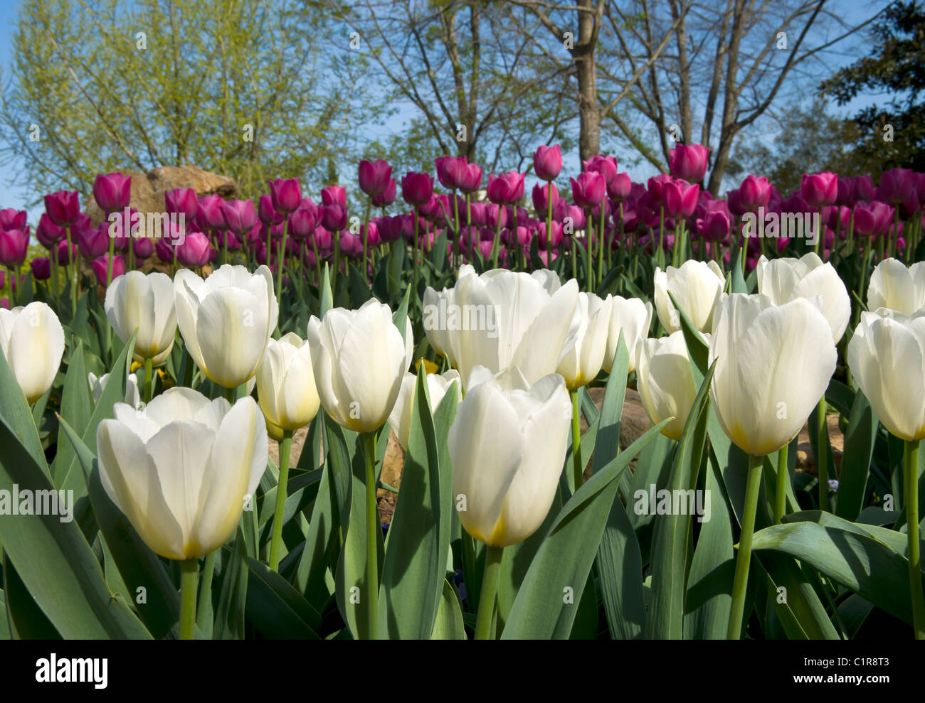 Tulips blooming in the spring Stock Photo - Alamy