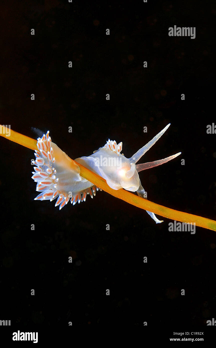 Sea slug, Nudibranchia (Flabellina), Arctic, Russia, Kareliya, White ...