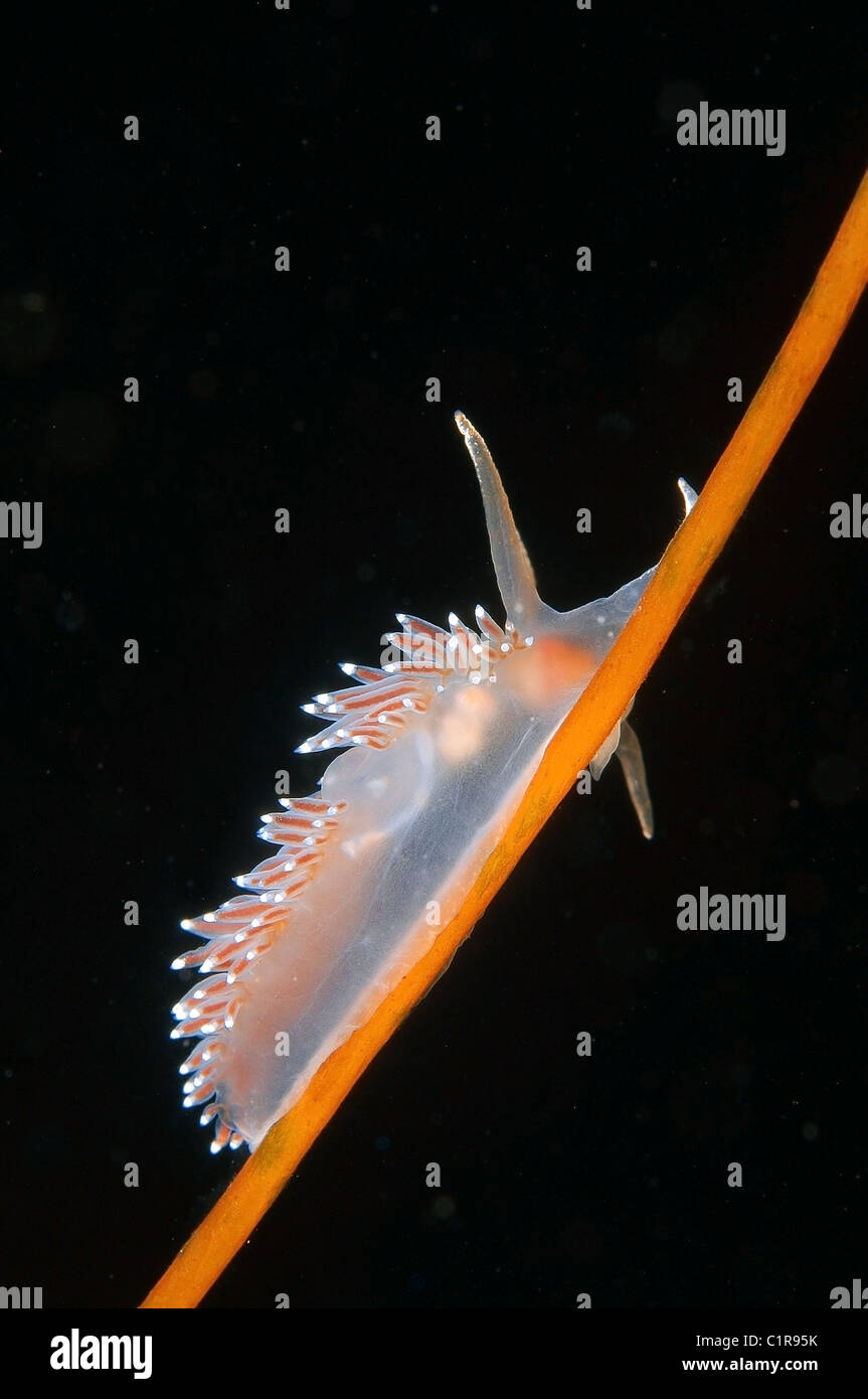 Red gilled aeolid nudibranch flabellina verrucosa hi-res stock ...