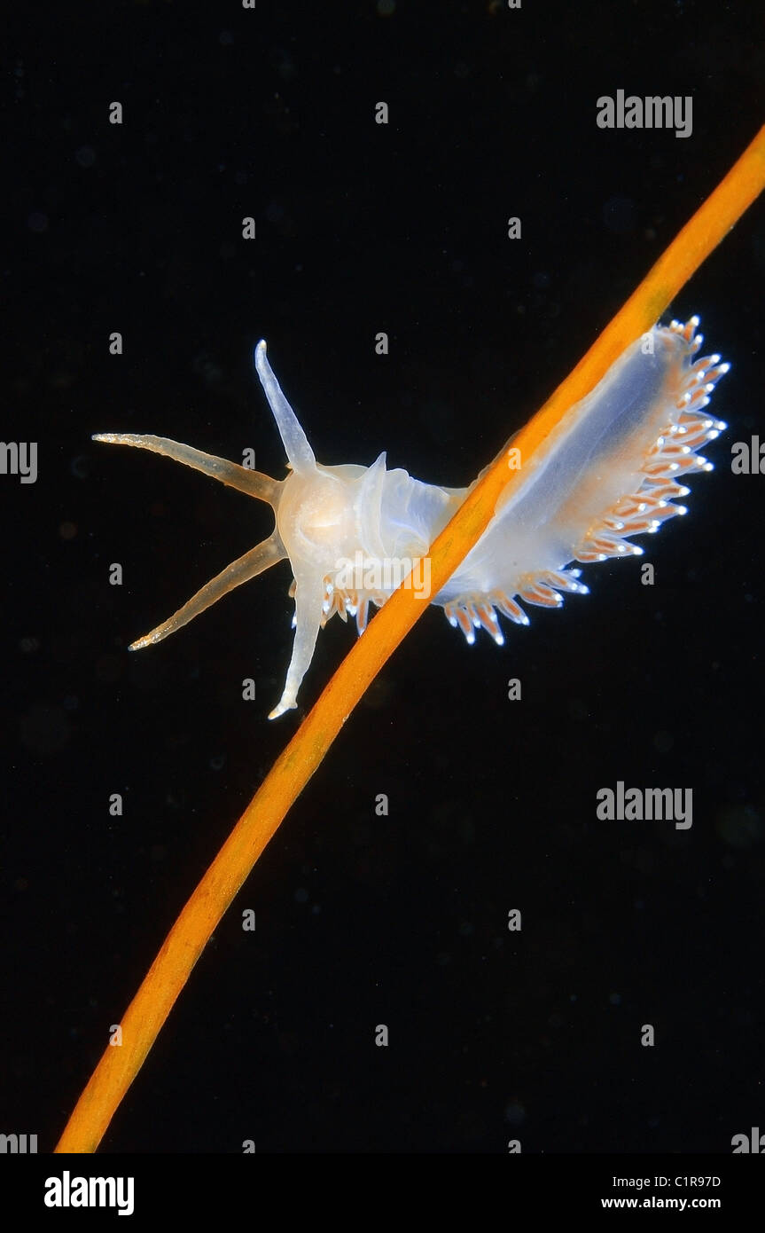 Red gilled aeolid nudibranch flabellina verrucosa hi-res stock ...