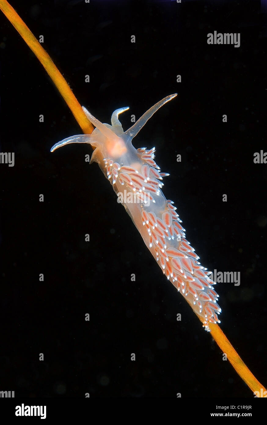 Sea slug, Nudibranchia (Flabellina), Arctic, Russia, Kareliya, White ...