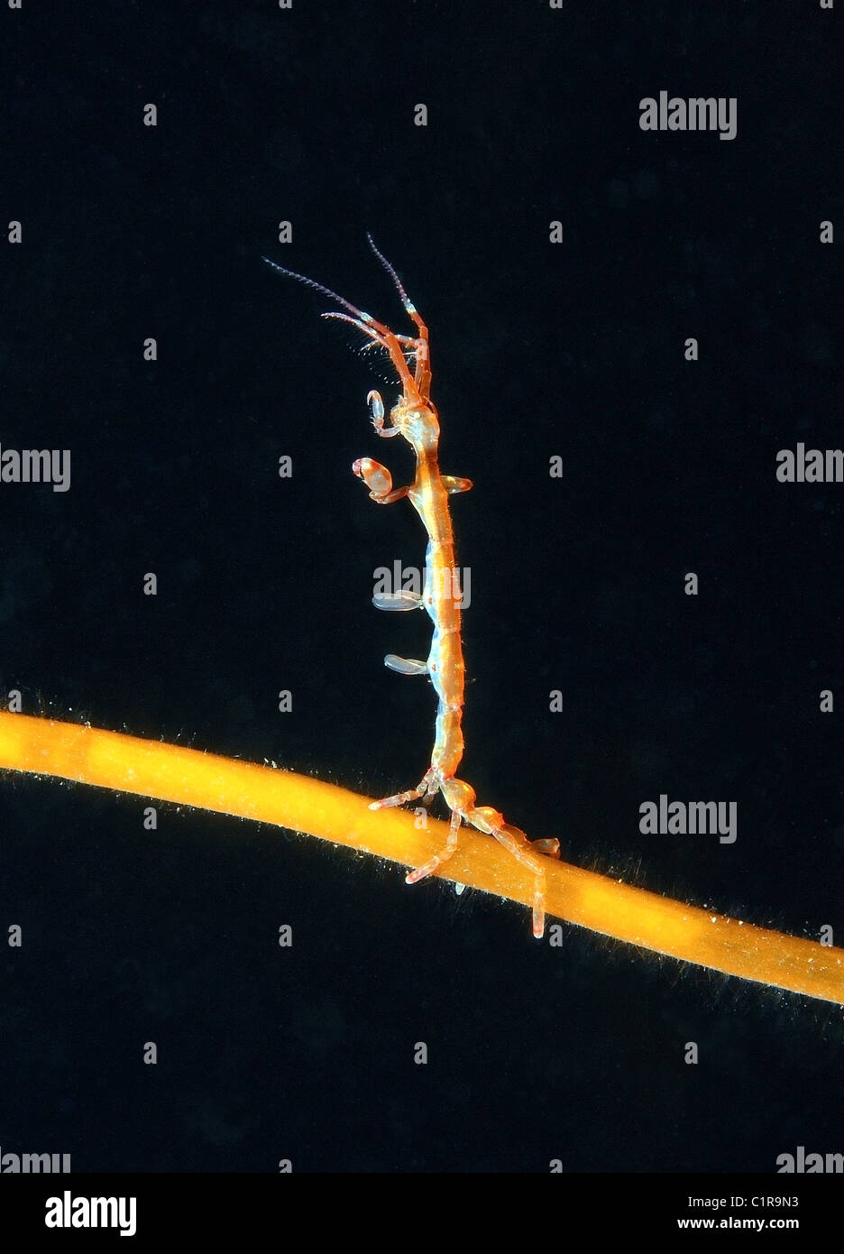 Skeleton shrimp or ghost shrimps (Caprella linearis), Arctic, Russia ...