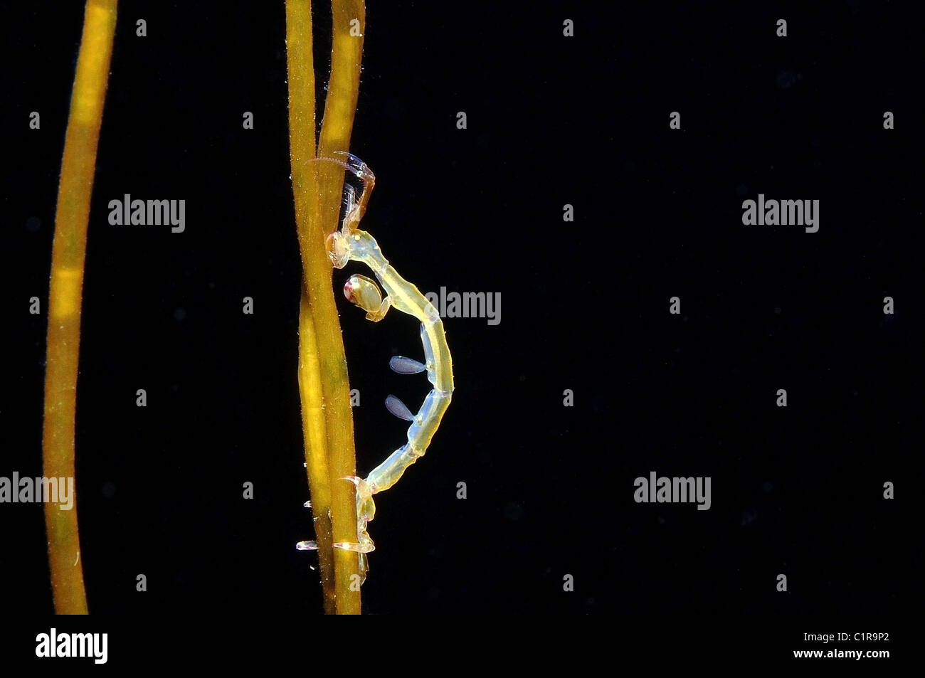 Skeleton shrimp or ghost shrimps (Caprella linearis), Arctic, Russia ...