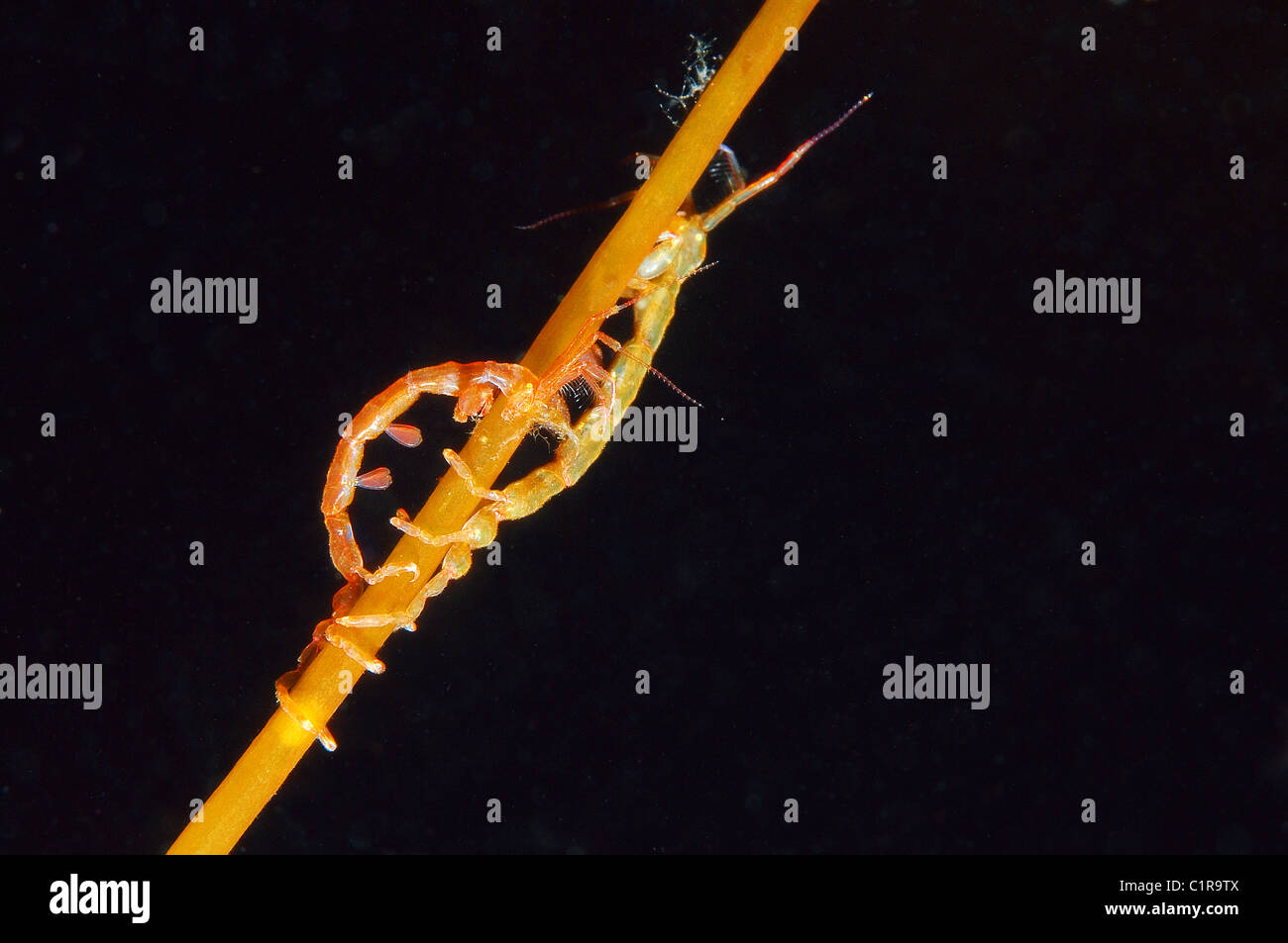 Skeleton shrimp or ghost shrimps (Caprella linearis), Arctic, Russia ...