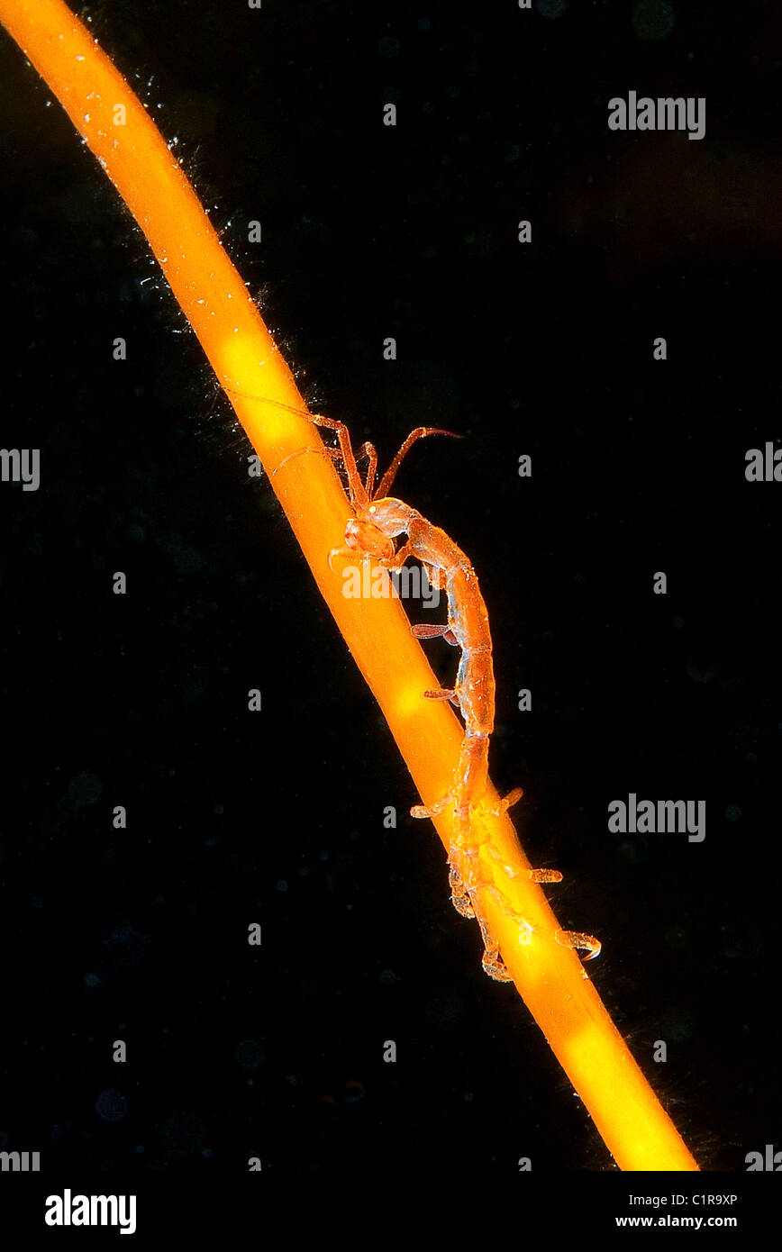 Skeleton shrimp or ghost shrimps (Caprella linearis), Arctic, Russia ...