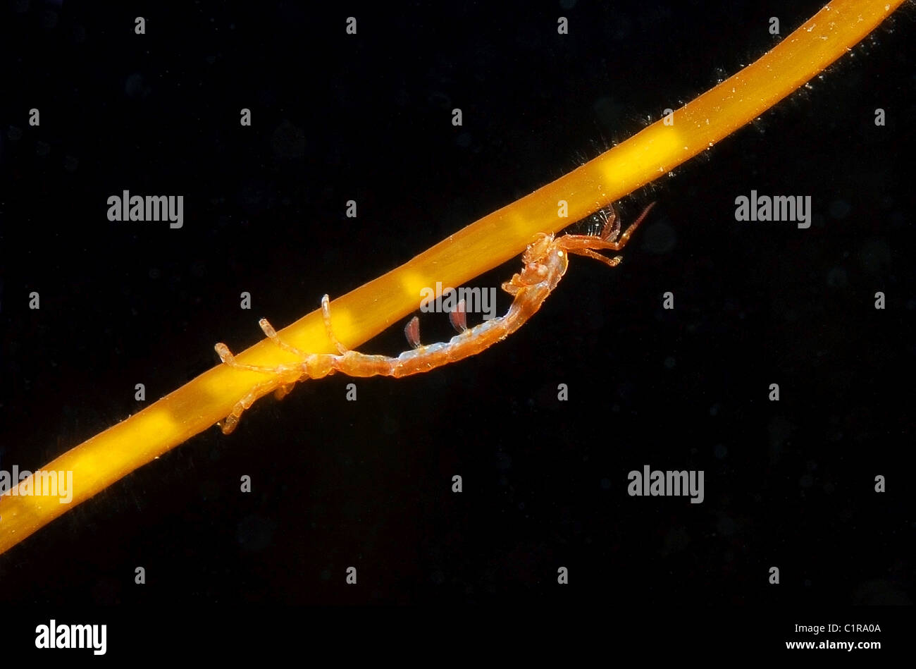Skeleton shrimp or ghost shrimps (Caprella linearis), Arctic, Russia ...