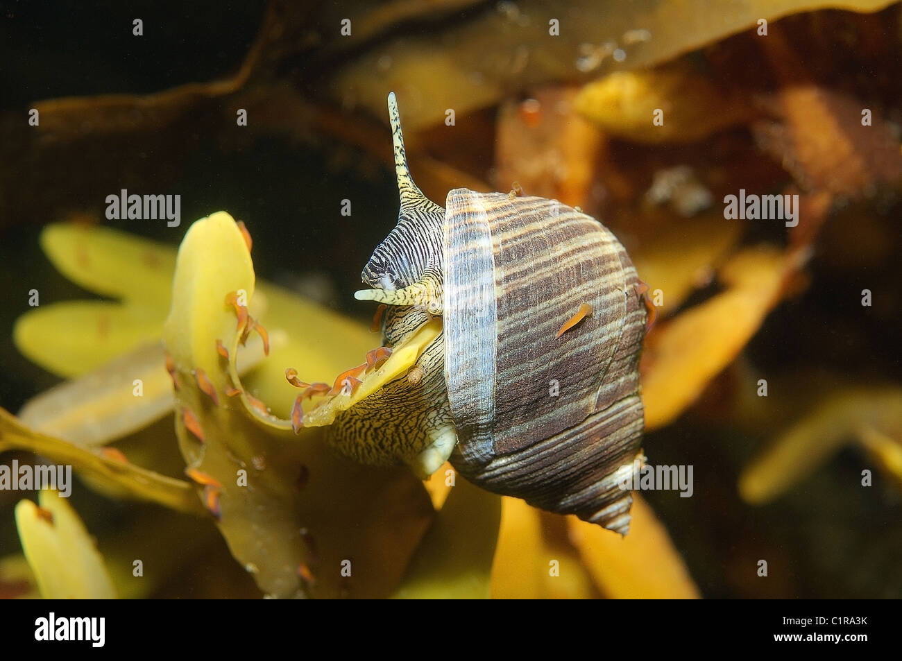 Periwinkle snail hi-res stock photography and images - Alamy