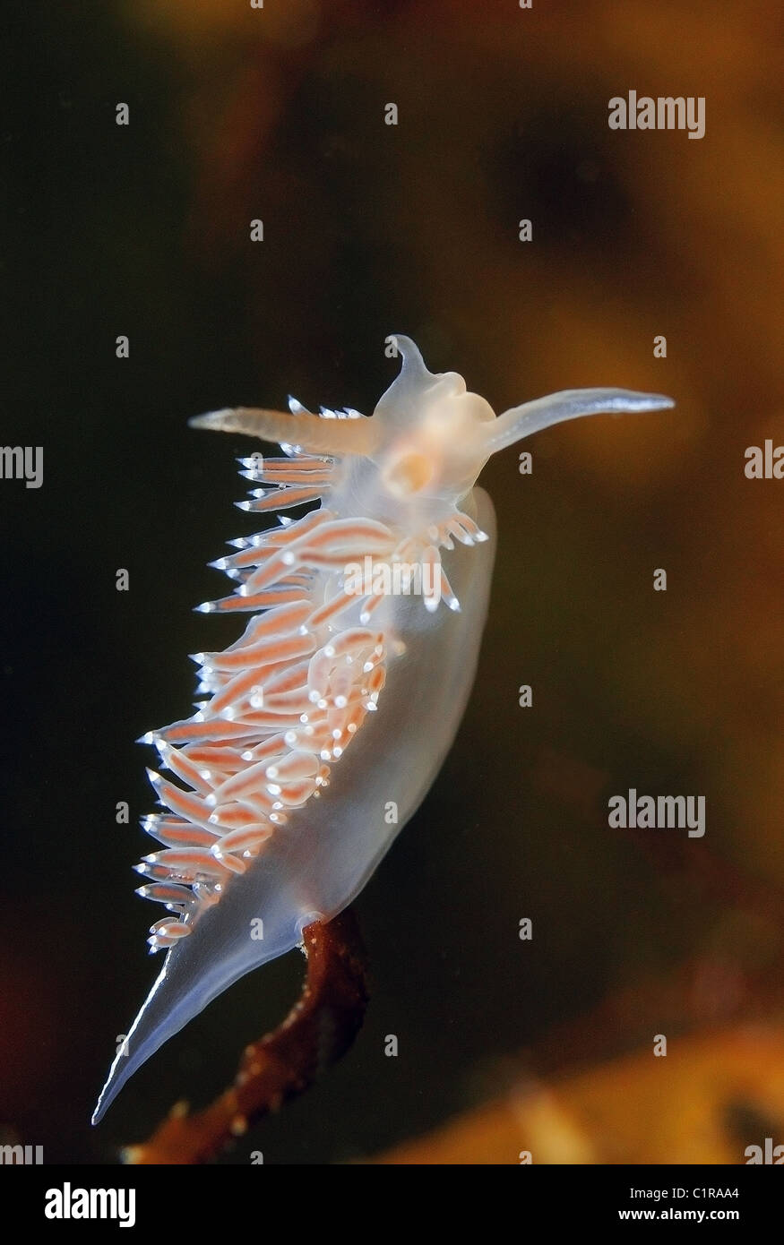 Sea slug, Nudibranchia (Flabellina), Arctic, Russia, Kareliya, White ...